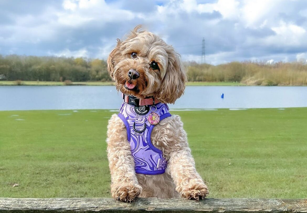 Cavapoo Breed Guide: Temperament, Training Grooming & Nutrition ...