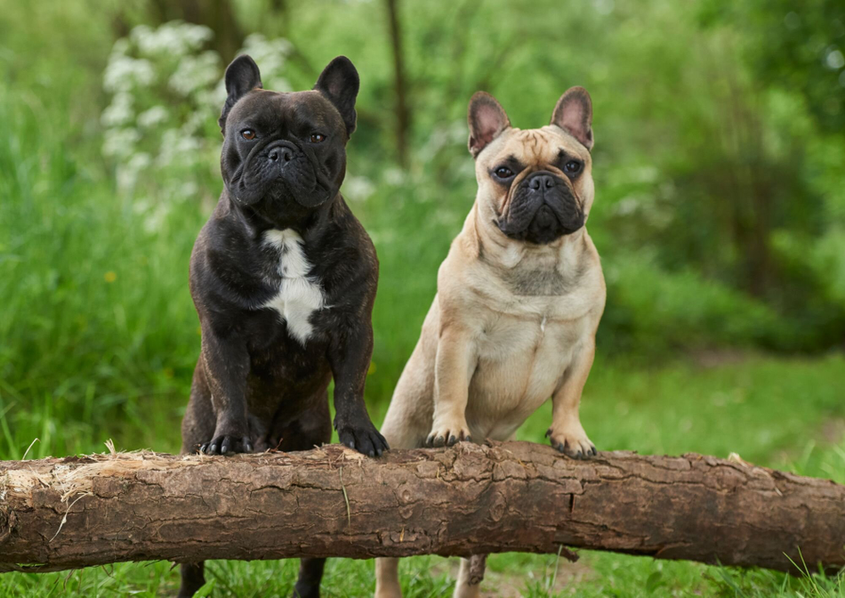 French Bulldog Breed Guide: Temperament, Facts & Diet | Different Dog
